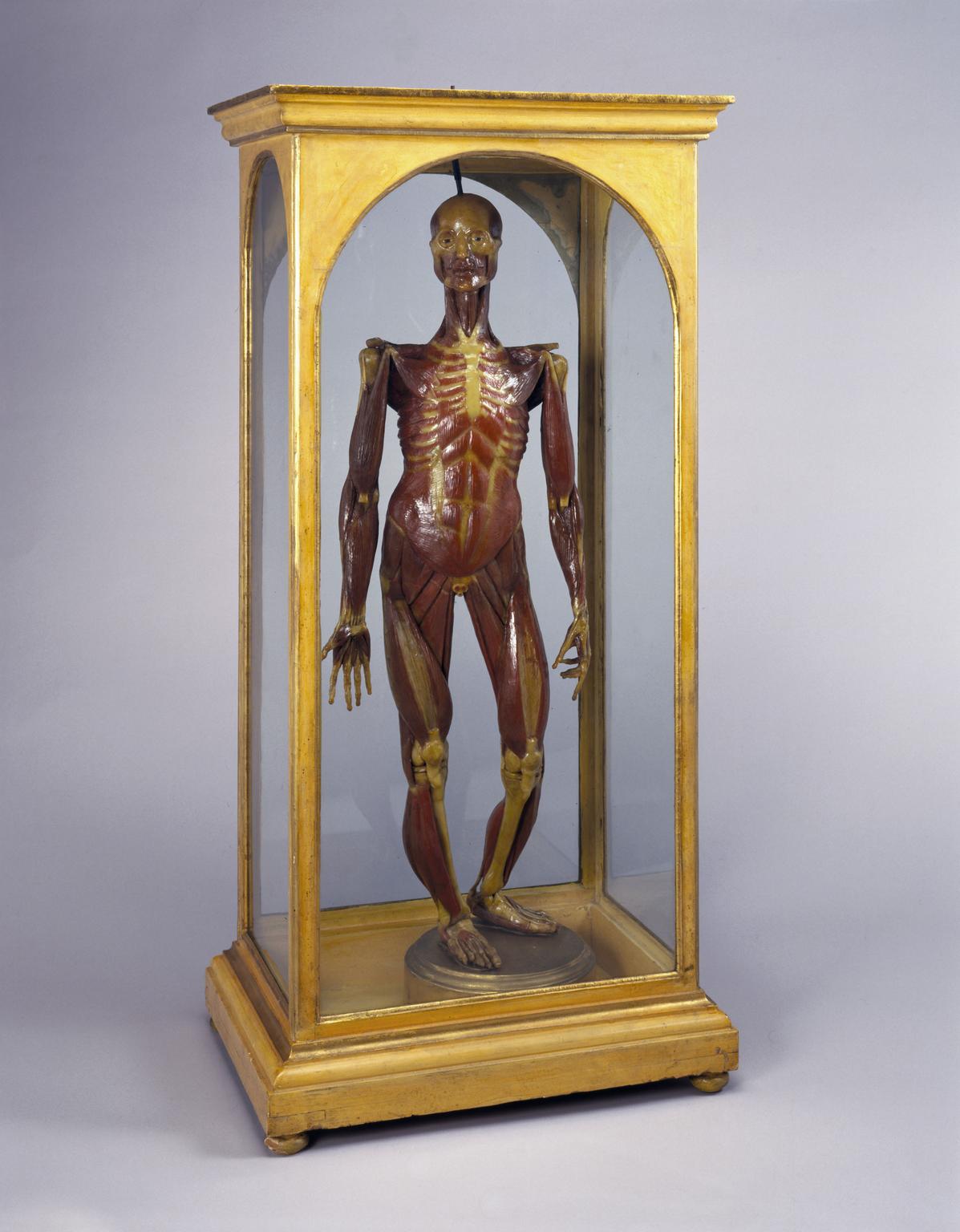 Wax male figure showing the muscles of the body | Science Museum Group ...