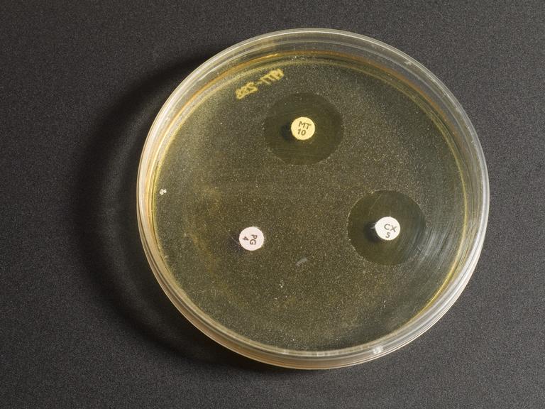 Plastic model of an antibiotic sensitivity disc test, Europe, 1971-1980 ...