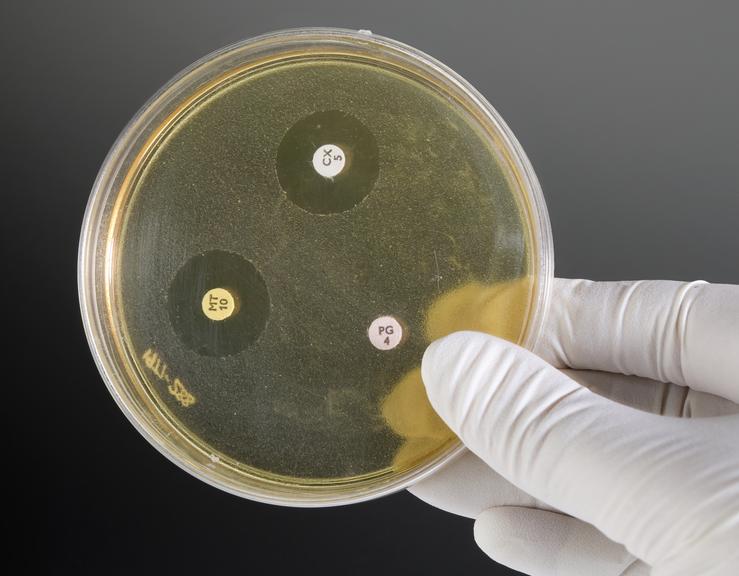 Plastic model of an antibiotic sensitivity disc test, Europe, 1971-1980 ...
