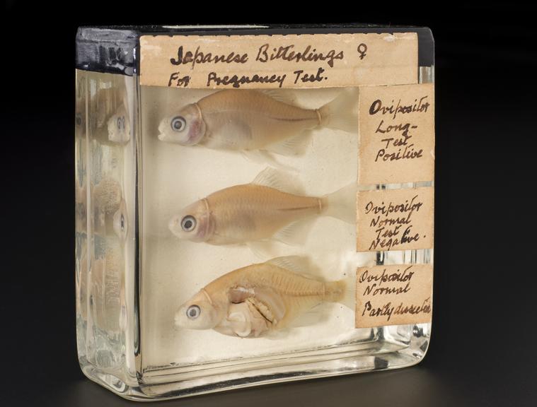 Specimen jar containing three female Japanese Bitterlings, 1930-1980 ...