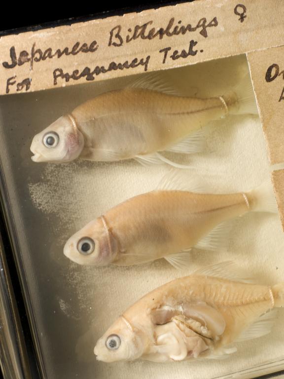 Specimen jar containing three female Japanese Bitterlings, 1930-1980 ...