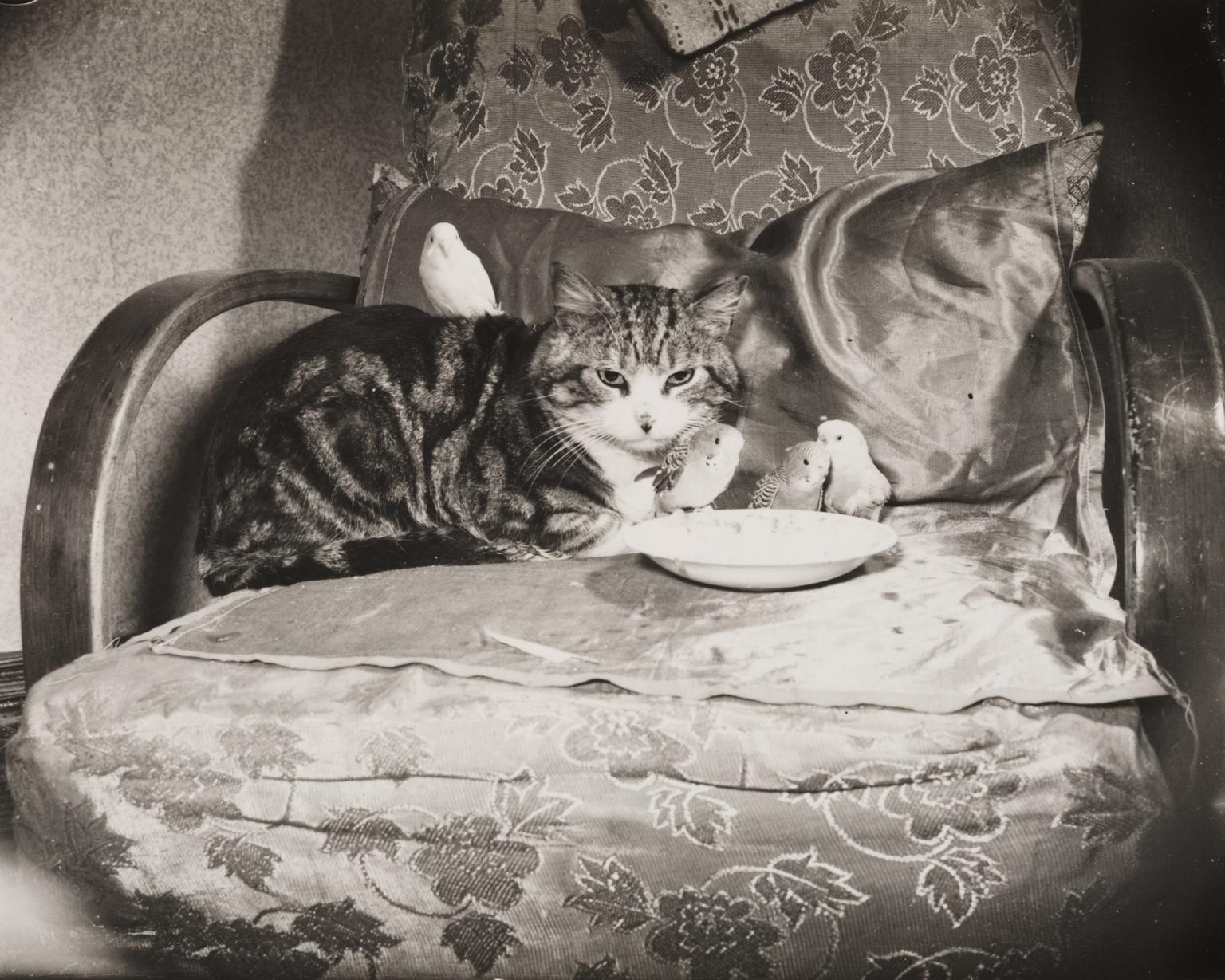 Timmy the cat, guardian of Mr Brown's prize Budgerigars | Science ...