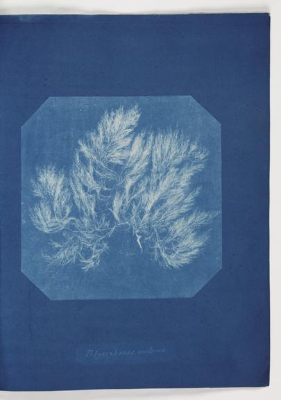 Booklet of 'Photographs of British Algae: Cyanotype Impressions' by ...