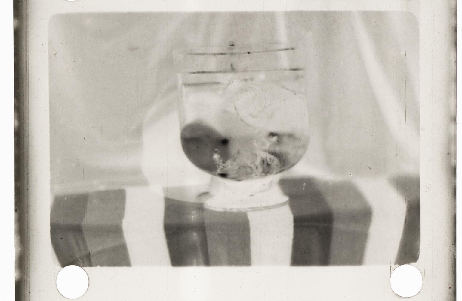 Sequential-frame three-colour process cine film: Scarlet Macaw ...