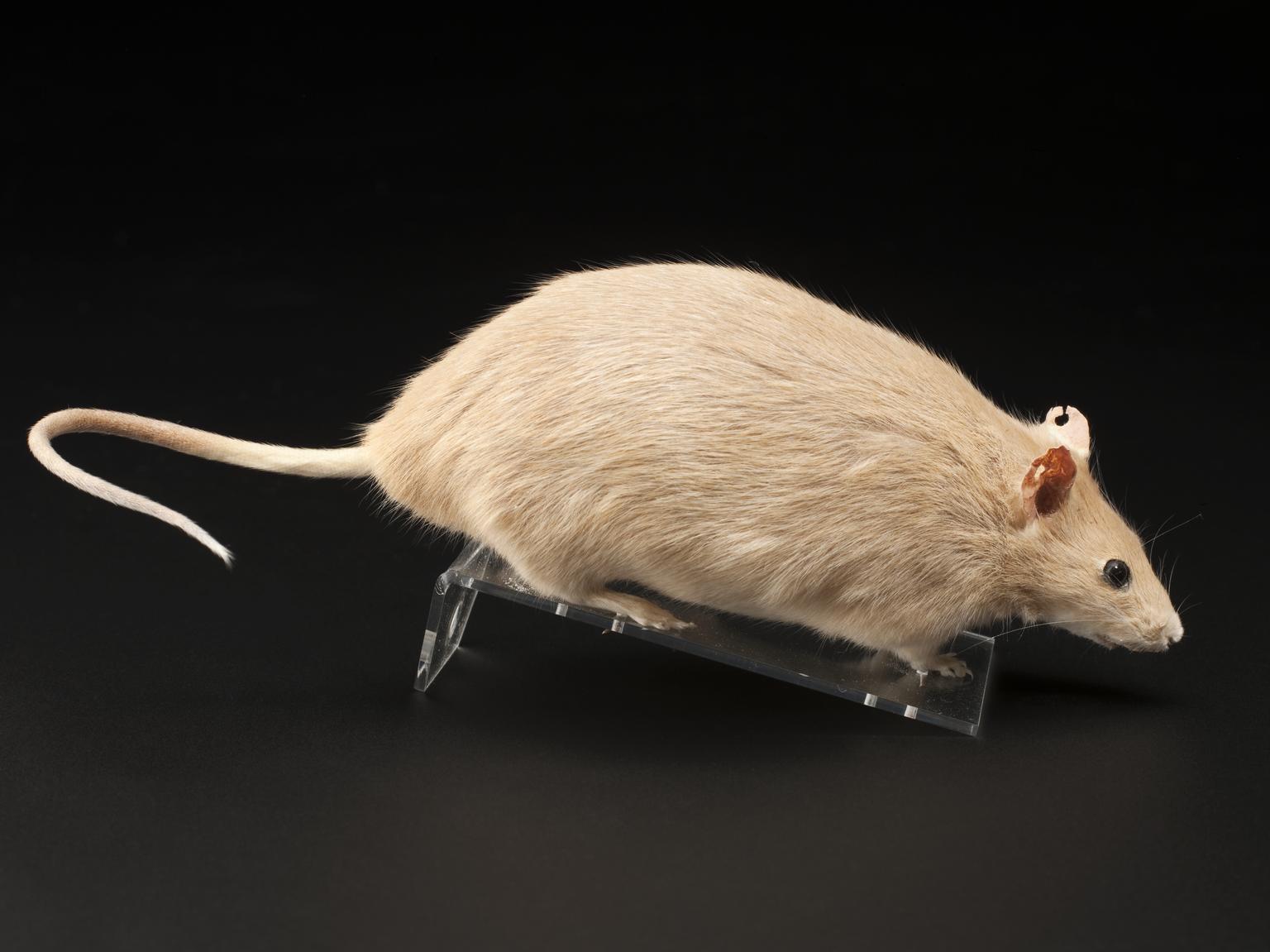Bioengineered obese mouse, Aberdeen, Scotland, 1998 | Science Museum ...