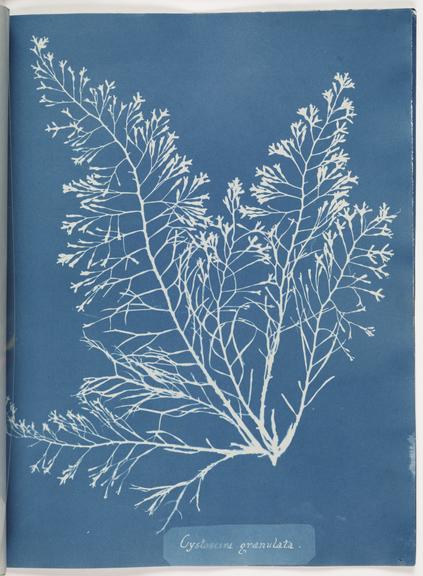 Booklet of 'Photographs of British Algae: Cyanotype Impressions' by ...