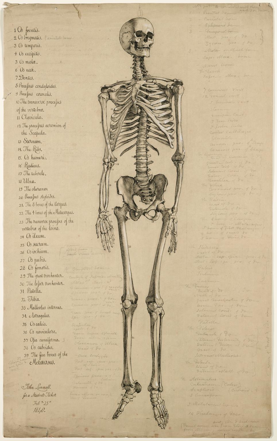 Anatomical Drawing of a Human Skeleton | Science Museum Group Collection