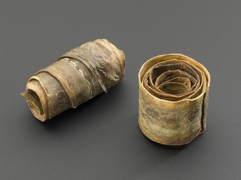 Coil of dried eel skin, United Kingdom, 1880-1930 | Science Museum ...