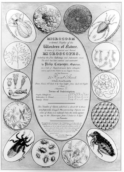 'Microcosm, A Grand Display of the Wonders of Nature' advertisement for ...
