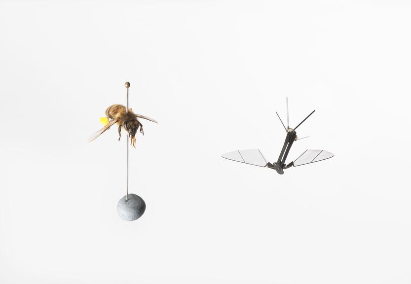 Robobee | Science Museum Group Collection