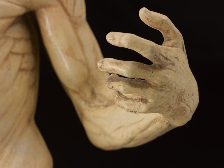 Plaster cast of écorché male anatomical figure | Science Museum Group ...
