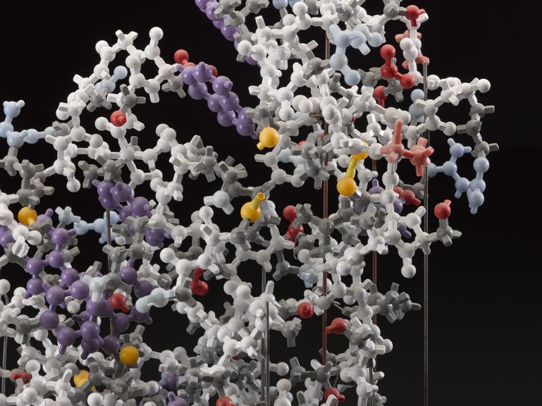 Model of hen egg white lysozyme | Science Museum Group Collection