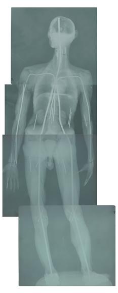 Wax male figure showing the veins and some organs of the body, Florence ...