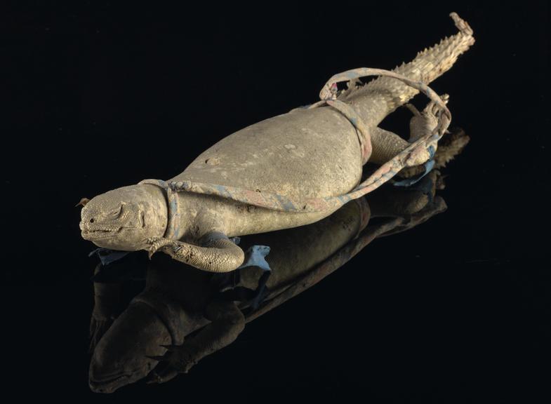 Stuffed "princely Mastigure" lizard amulet | Science Museum Group ...