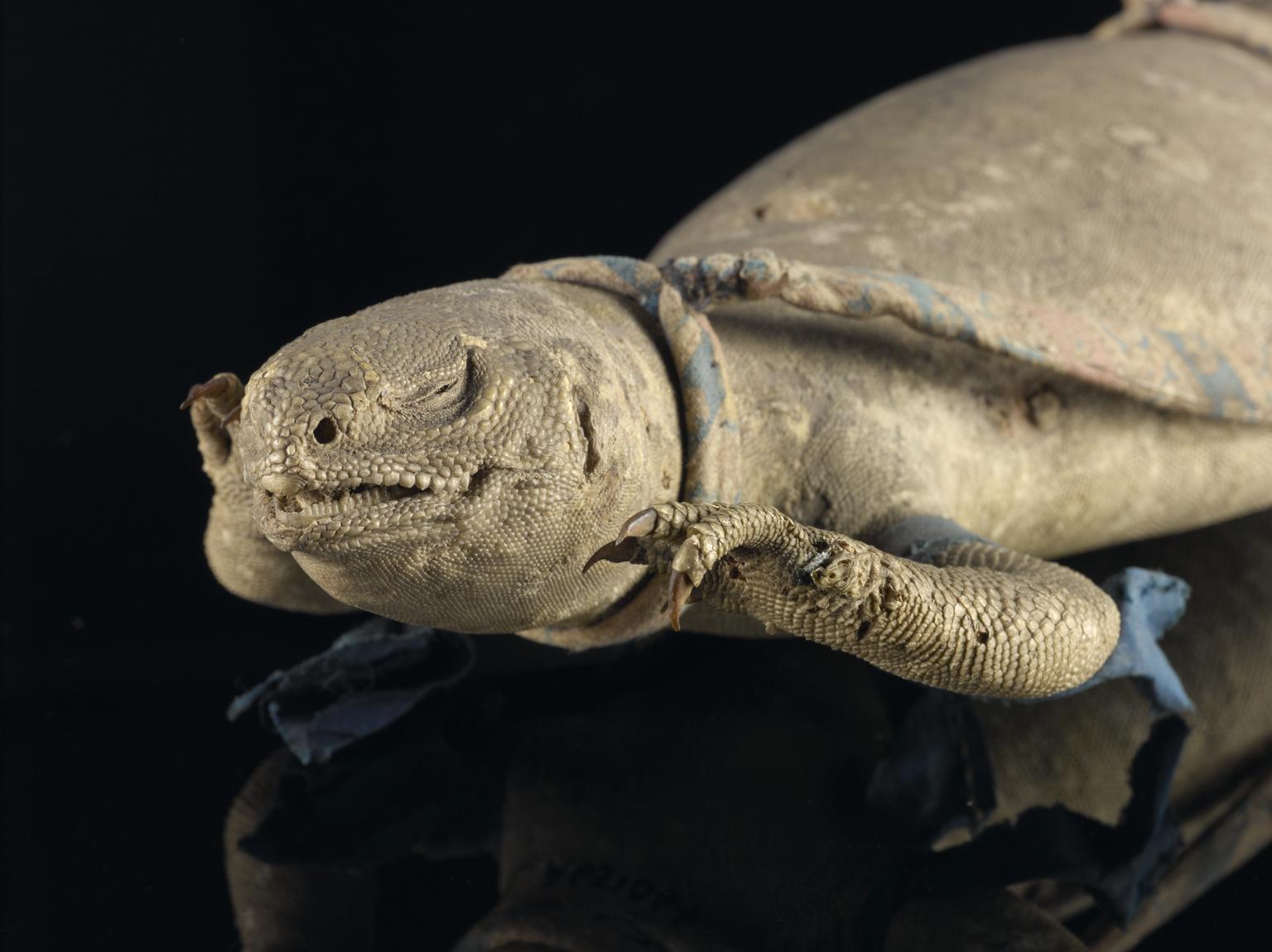Stuffed "princely Mastigure" lizard amulet | Science Museum Group ...