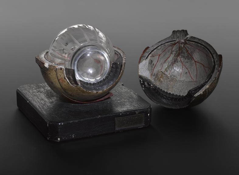 Plaster demonstration model of an eye | Science Museum Group Collection