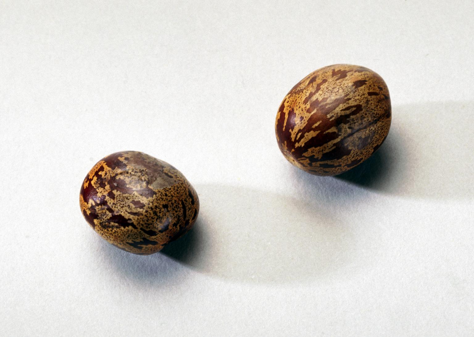 Two original rubber seeds brought by Sir Henry Wickham from Brazil in ...