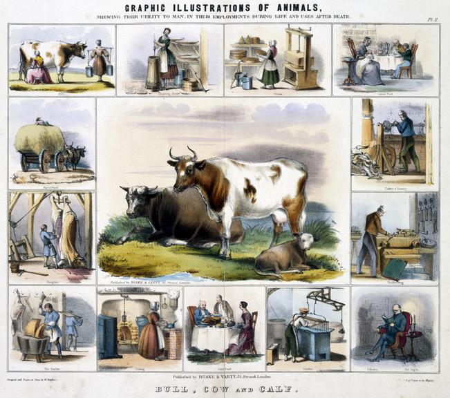 Graphic Illustrations of Animals | Science Museum Group Collection