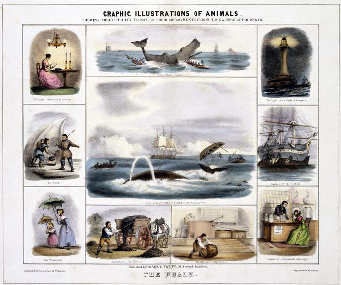 Graphic Illustrations of Animals | Science Museum Group Collection