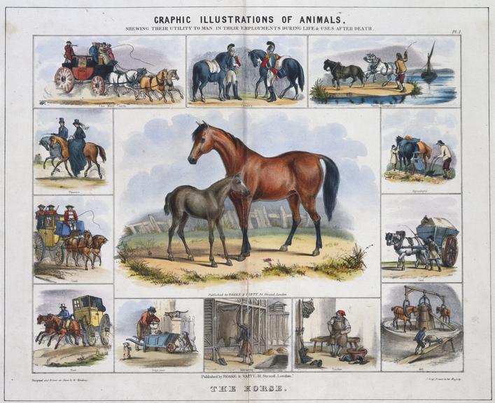 Graphic Illustrations of Animals | Science Museum Group Collection