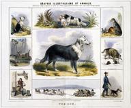 Graphic Illustrations of Animals | Science Museum Group Collection