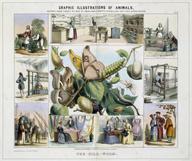 Graphic Illustrations of Animals | Science Museum Group Collection