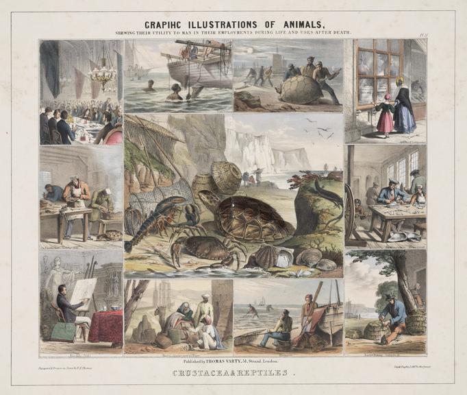 Graphic Illustrations of Animals | Science Museum Group Collection