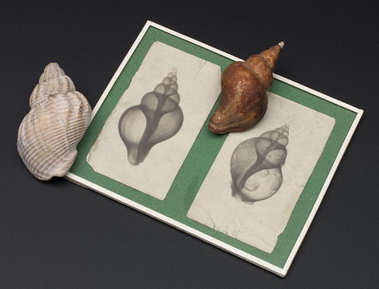 X-Ray Photograph of Two Shells | Science Museum Group Collection