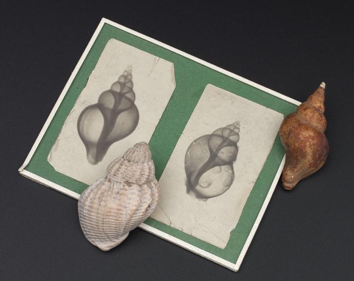 X-Ray Photograph of Two Shells | Science Museum Group Collection