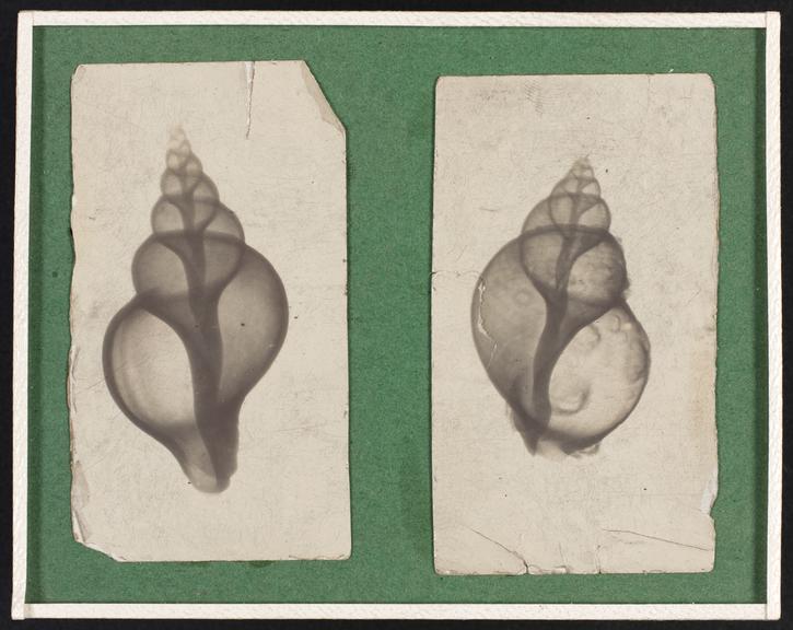 X-Ray Photograph of Two Shells | Science Museum Group Collection