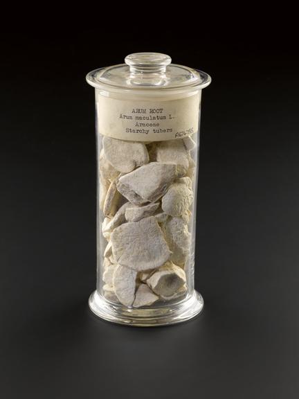 Specimen jar containing arum root | Science Museum Group Collection