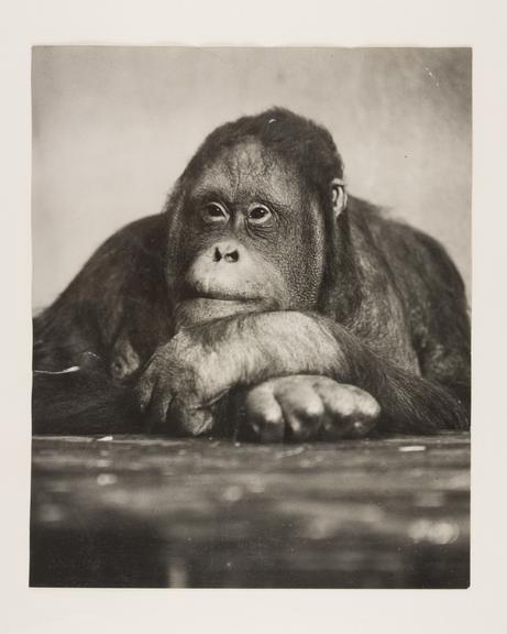 His painful duty. 'This hurts me more than it hurts you' Mr Jiggs ...