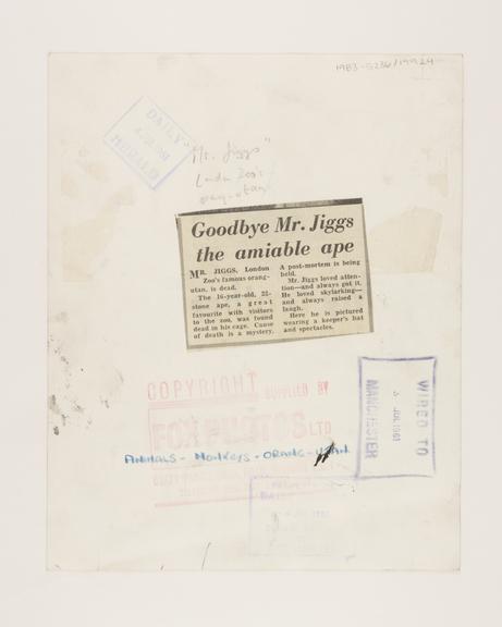 Goodbye Mr Jiggs the amiable ape. Mr Jiggs | Science Museum Group ...