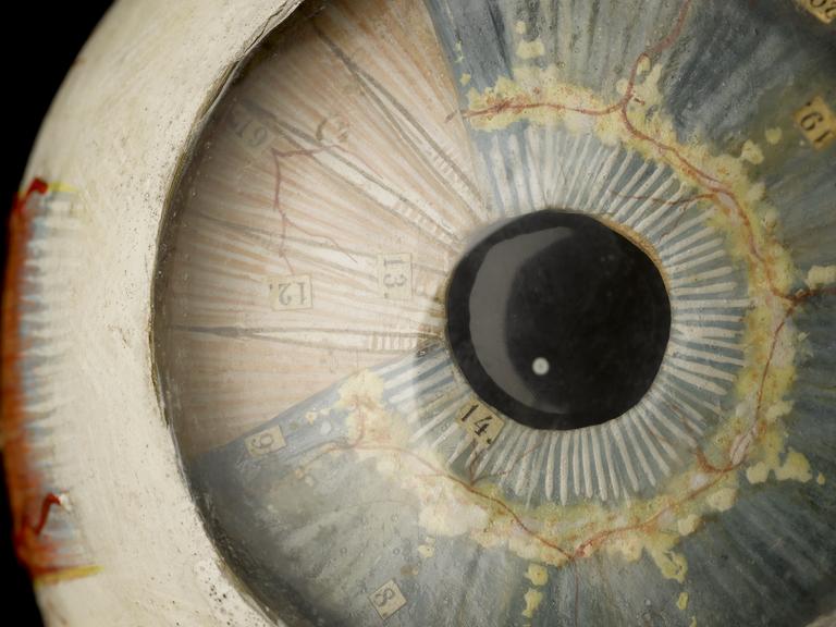 Model of human eye | Science Museum Group Collection