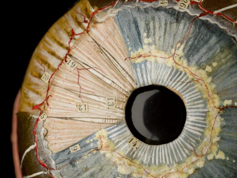 Model of human eye | Science Museum Group Collection