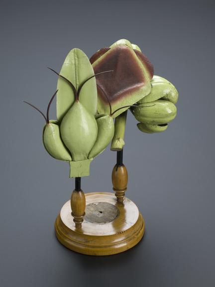 Botanical model | Science Museum Group Collection