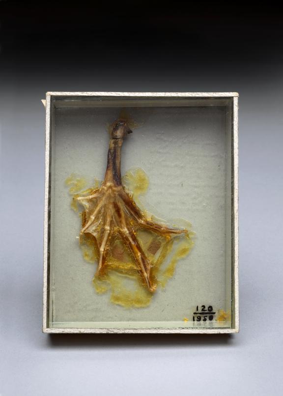 Frog's foot specimen prepared by Joseph Lister | Science Museum Group ...