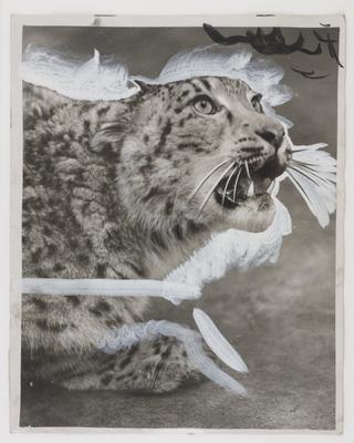 Photograph showing a snow leopard at the London Zoo | Science Museum ...