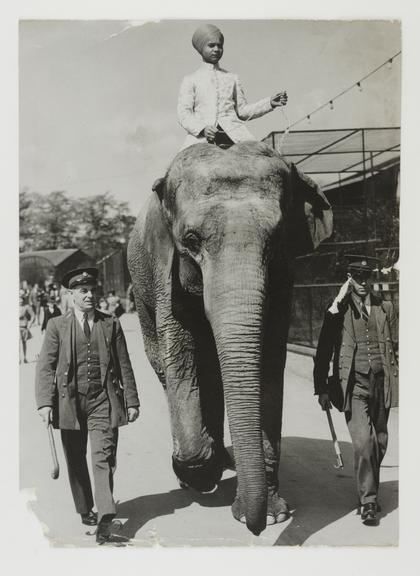 Photograph showing Indian actor Sabu riding an elephant at Coventry Zoo ...