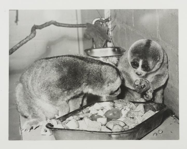 Photograph showing two slow lorises eating | Science Museum Group ...