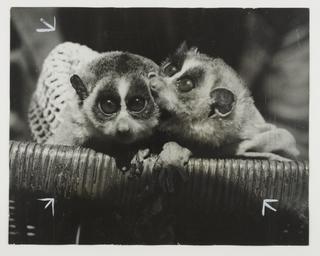 Photograph showing two slow lorises at London Zoo | Science Museum ...