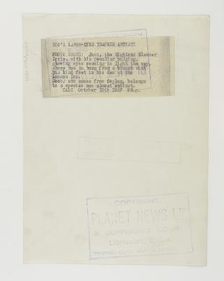 Photograph showing a slow loris hanging from a branch | Science Museum ...