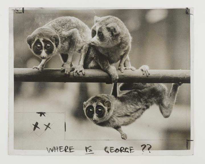 Photograph showing three slow lorises at London Zoo | Science Museum ...