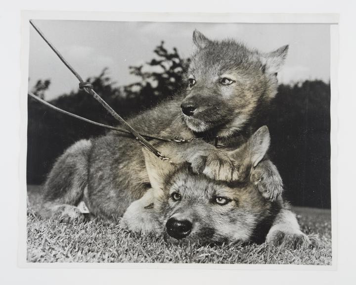 Photograph showing wolf cubs at Whipsnade Park Zoo | Science Museum ...