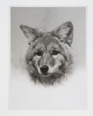 Weekly llustrated portrait of a prairie wolf | Science Museum Group ...