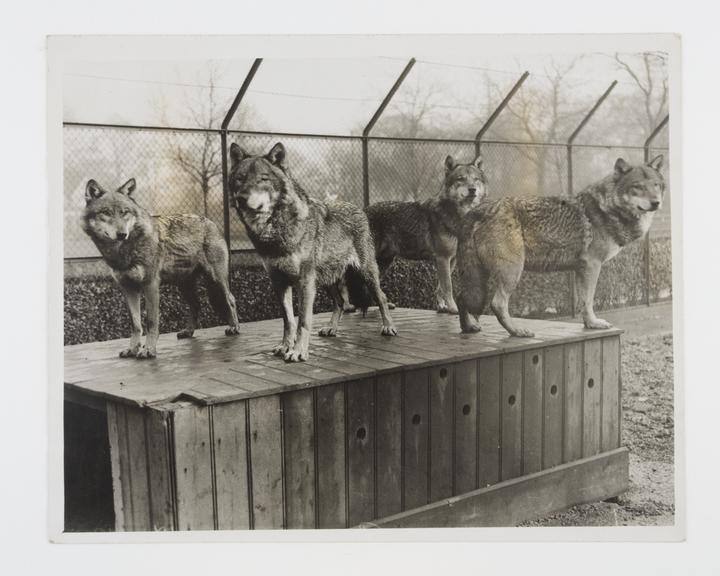 Photograph of four wolves inside a London Zoo enclosure | Science ...