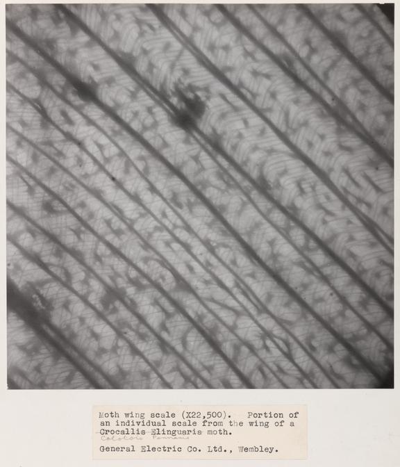 Electron microgram of moth wing scale | Science Museum Group Collection