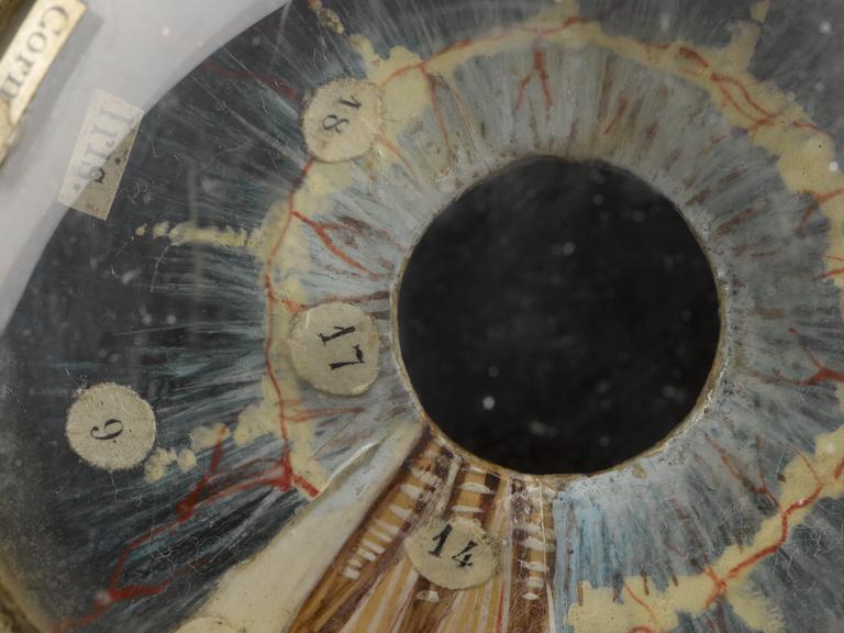 Papier mache model of human eye | Science Museum Group Collection