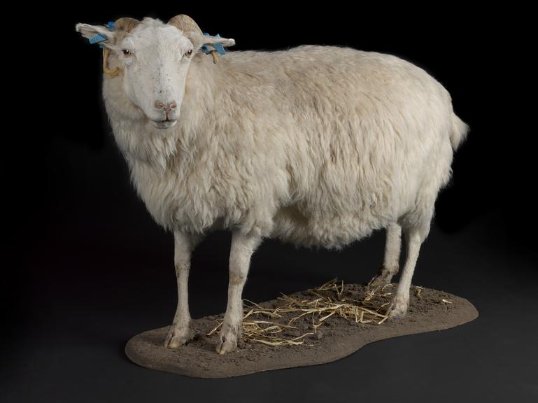 Tracy, a transgenic sheep | Science Museum Group Collection