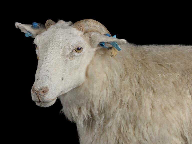 Tracy, a transgenic sheep | Science Museum Group Collection
